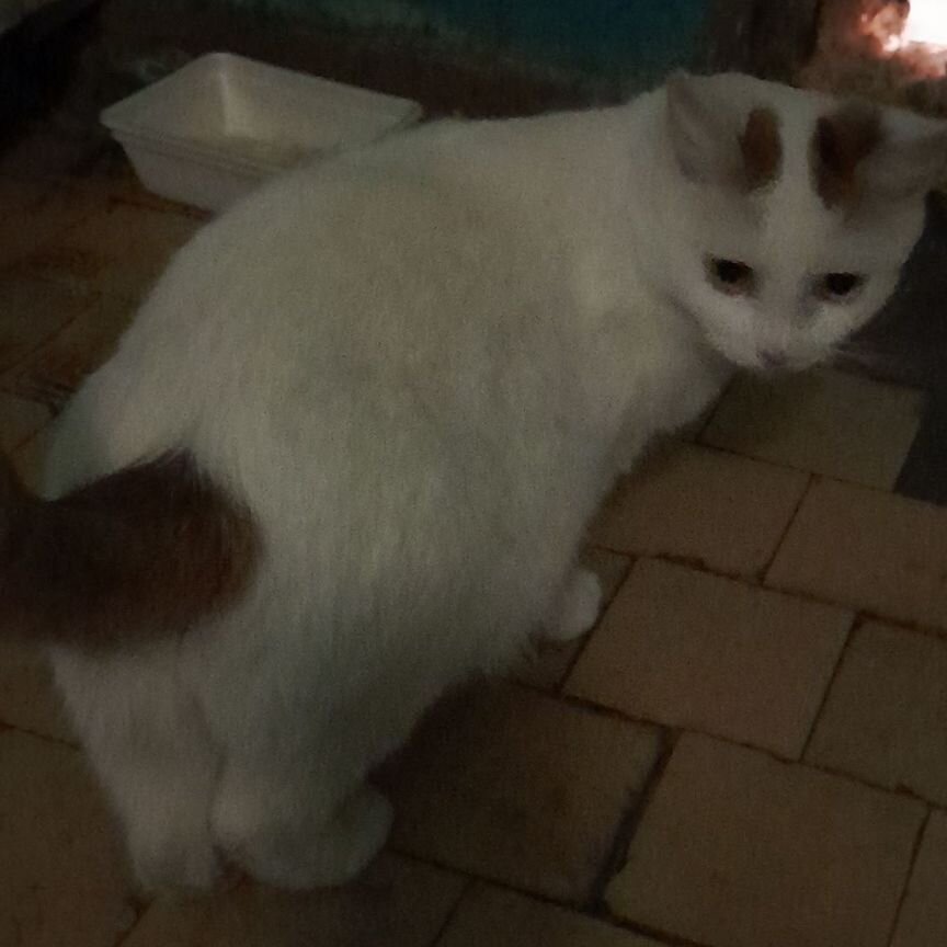 Отдам бесплатно