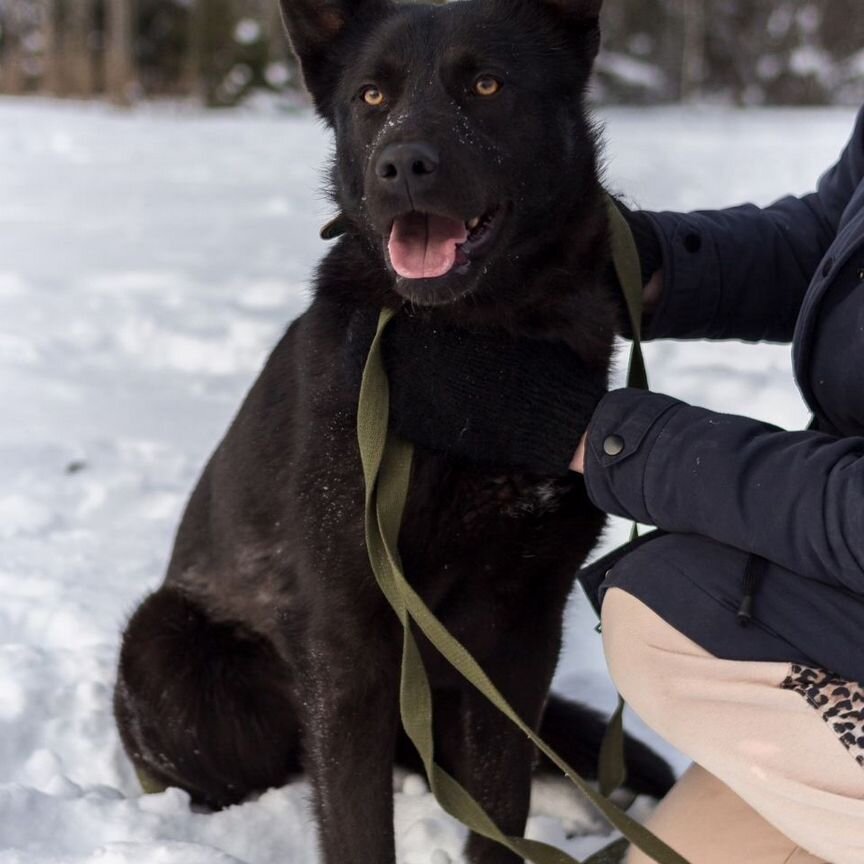 Взрослый пёс в добрые руки