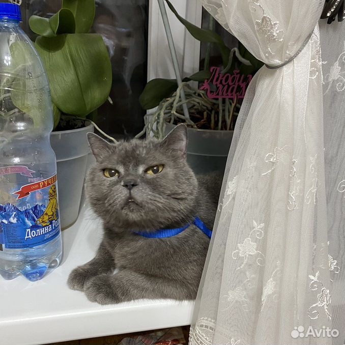 Няшный котик