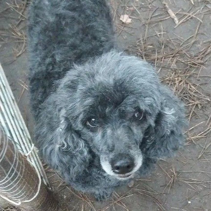 Пудель, взрослая собака