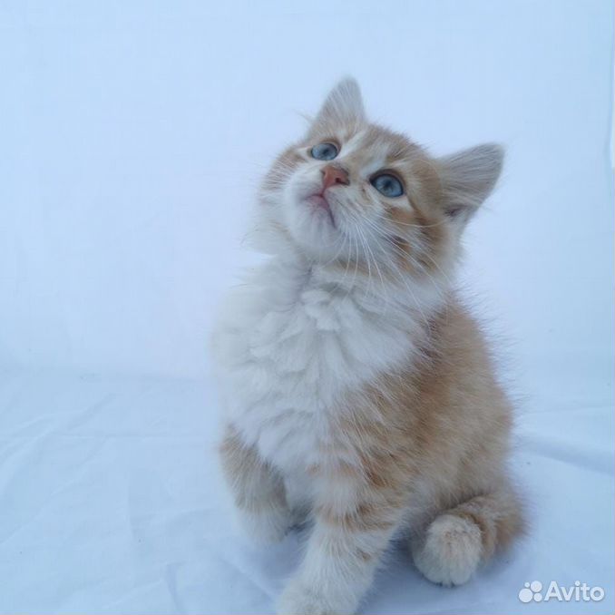 Котенок Лучик ждет хороший дом