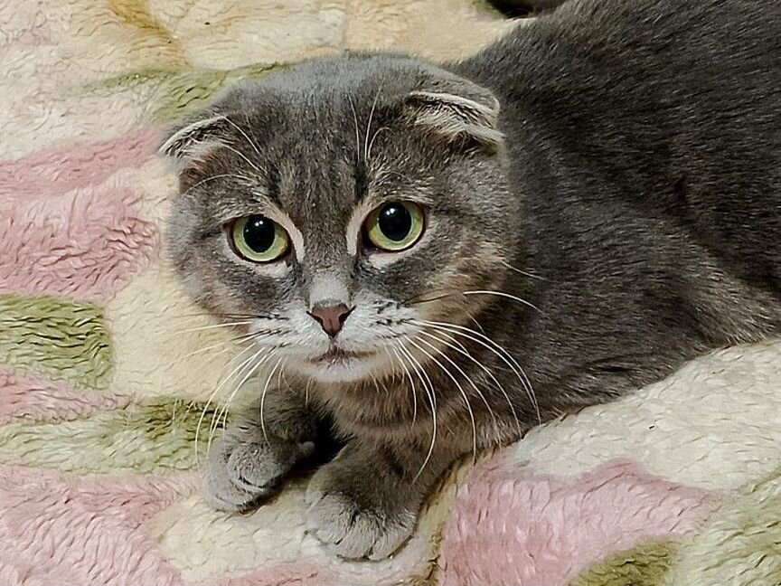 Шотландская вислоухая кошечка и её котёнок
