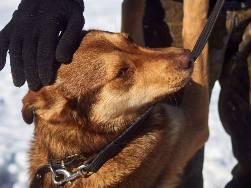 Собака в добрые руки