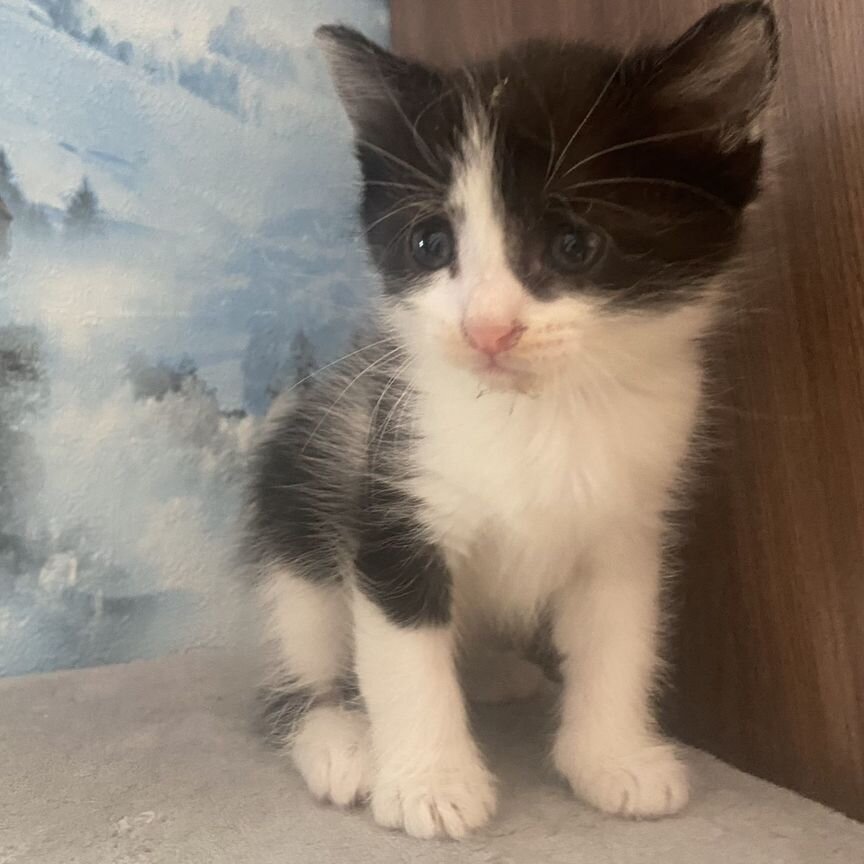 Котёнок в добрые руки