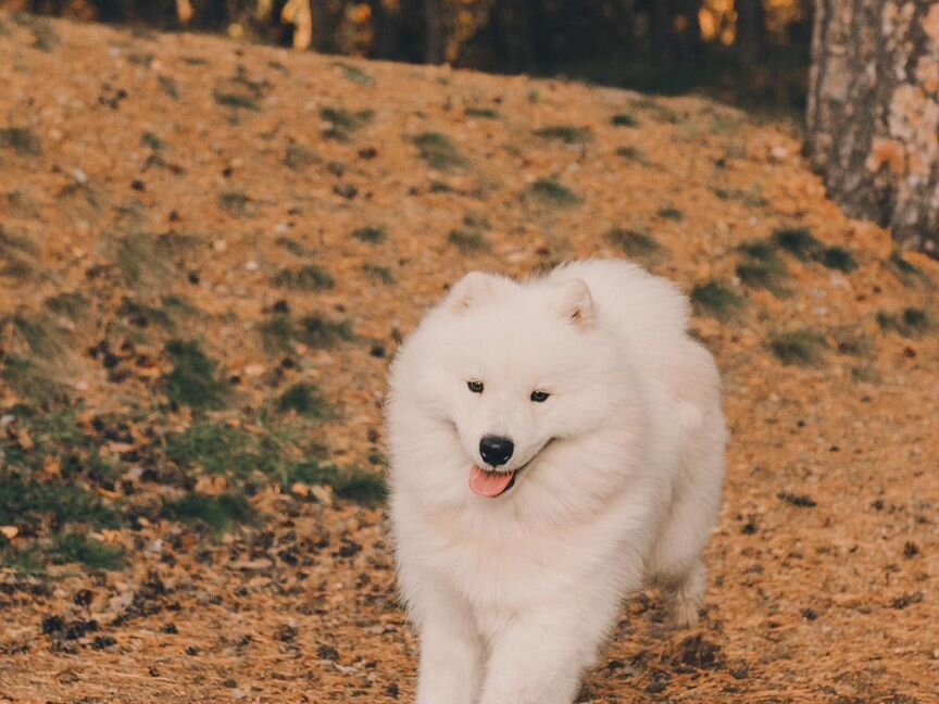 Самоедская лайка в добрые руки