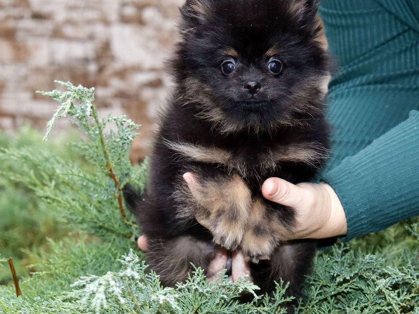 Яркая Девoчка шпица 2,5 мес. c доcтавкой и видeо