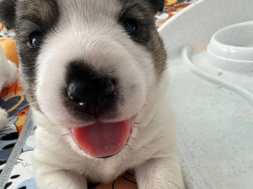 Щенок ищет дом