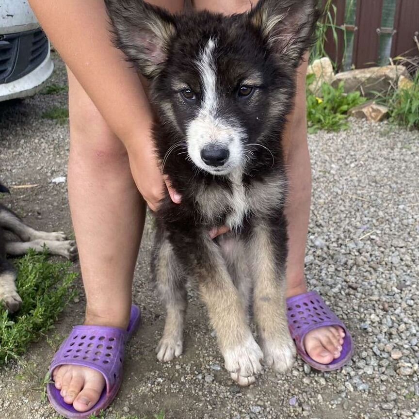 Замечательные щенки ищут родителей