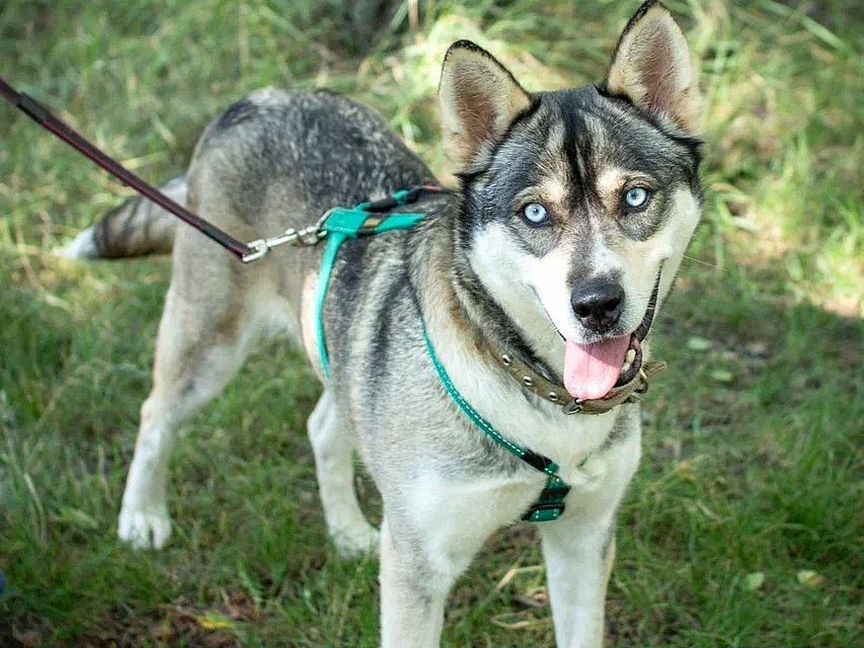 Хаски Алиса ищет дом