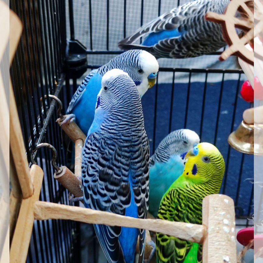 Волнистый попугай