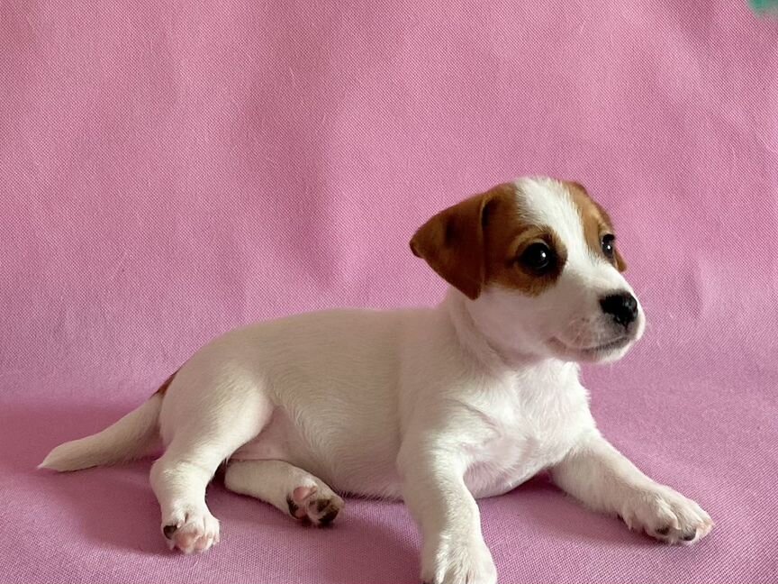 Клубные малыши - джеки