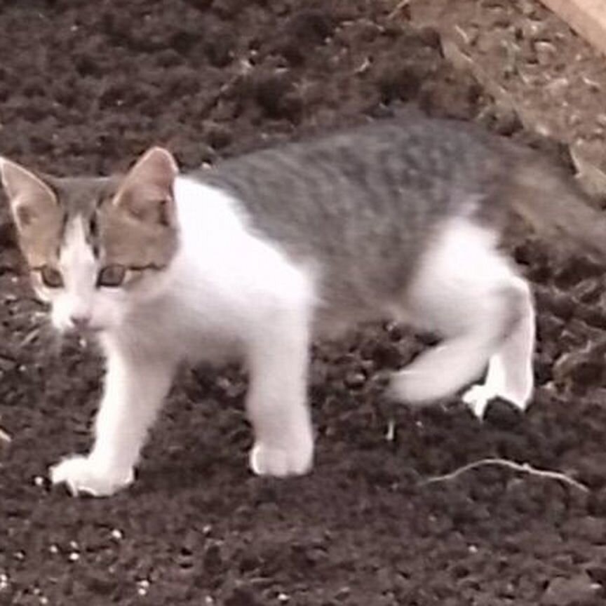 Котята
