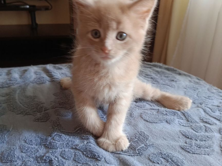 Кошечка мейн-кун полидакт