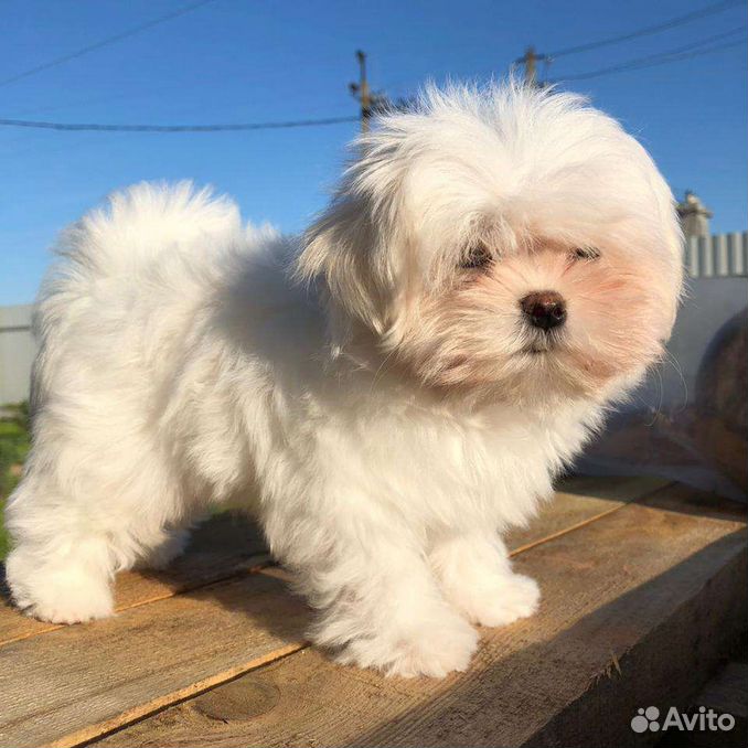 Мальтийская болонка mini мальчик