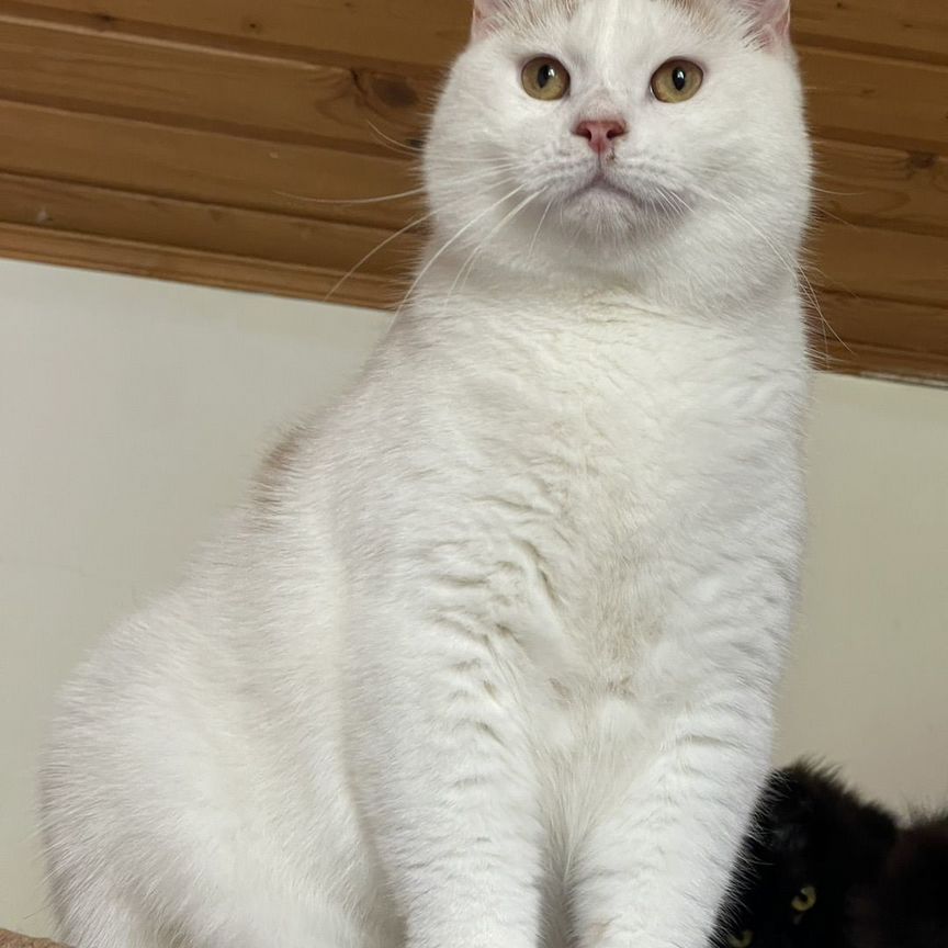 Сырник 1,5 года