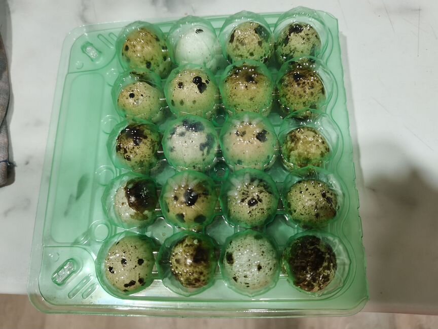 Яйца и мясо перепелов