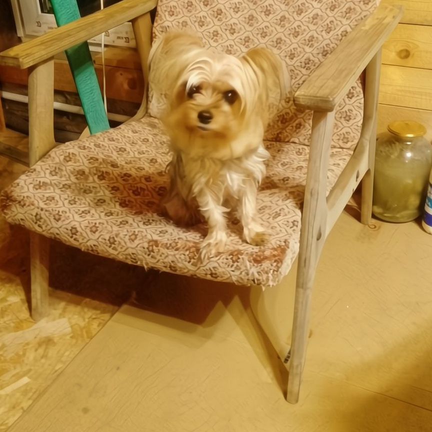 Йоркширский терьер, щенок