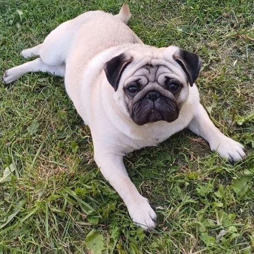 Кобель мопс вязка