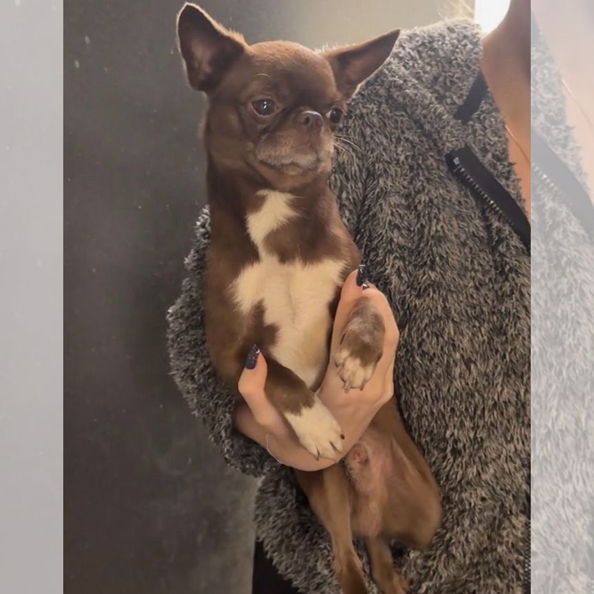 Чихуахуа, взрослый пёс