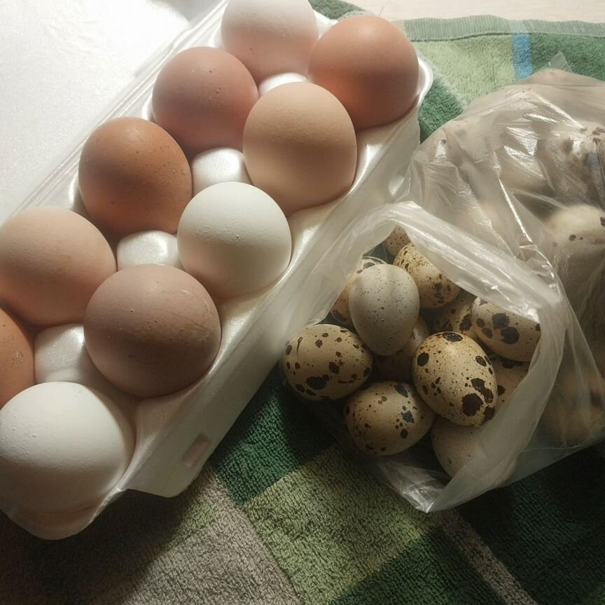 Яйцо перепелиное инкубационное