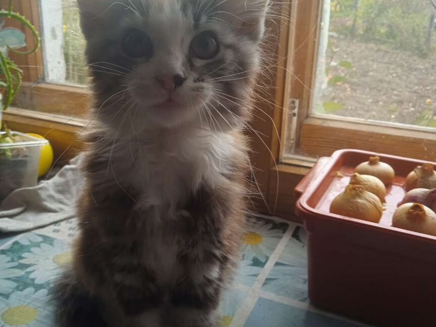 Котята мейн-кун