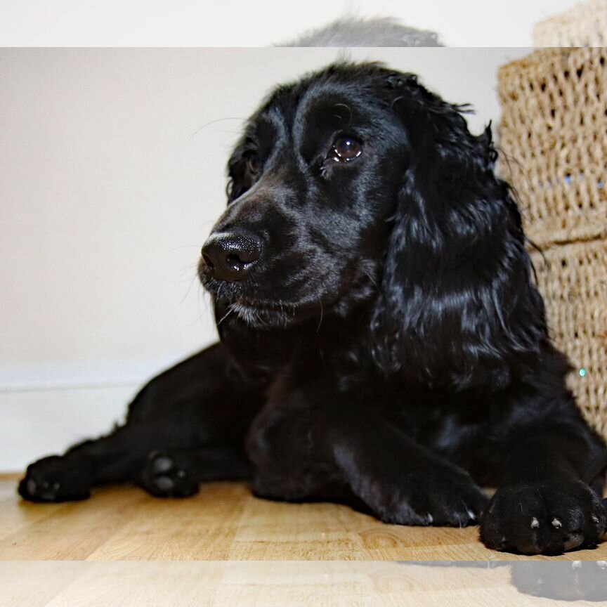 Русский охотничий спаниель, взрослая собака