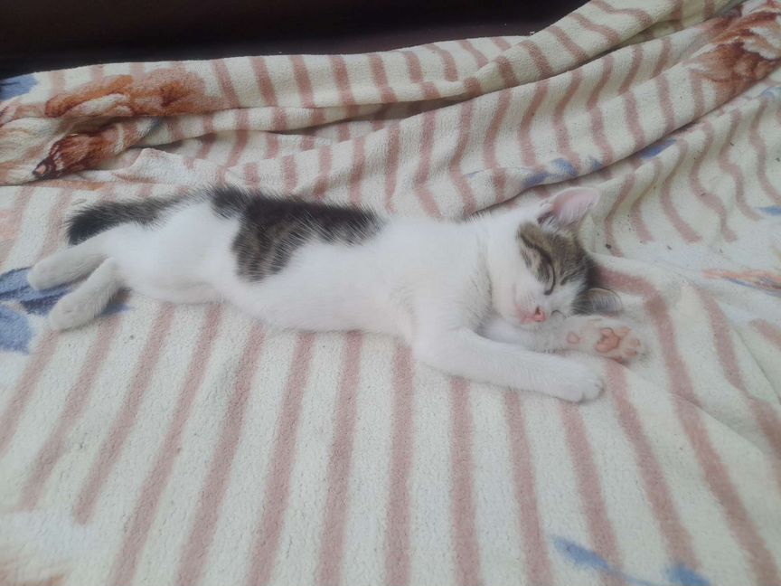 Кошка в дар бесплатно