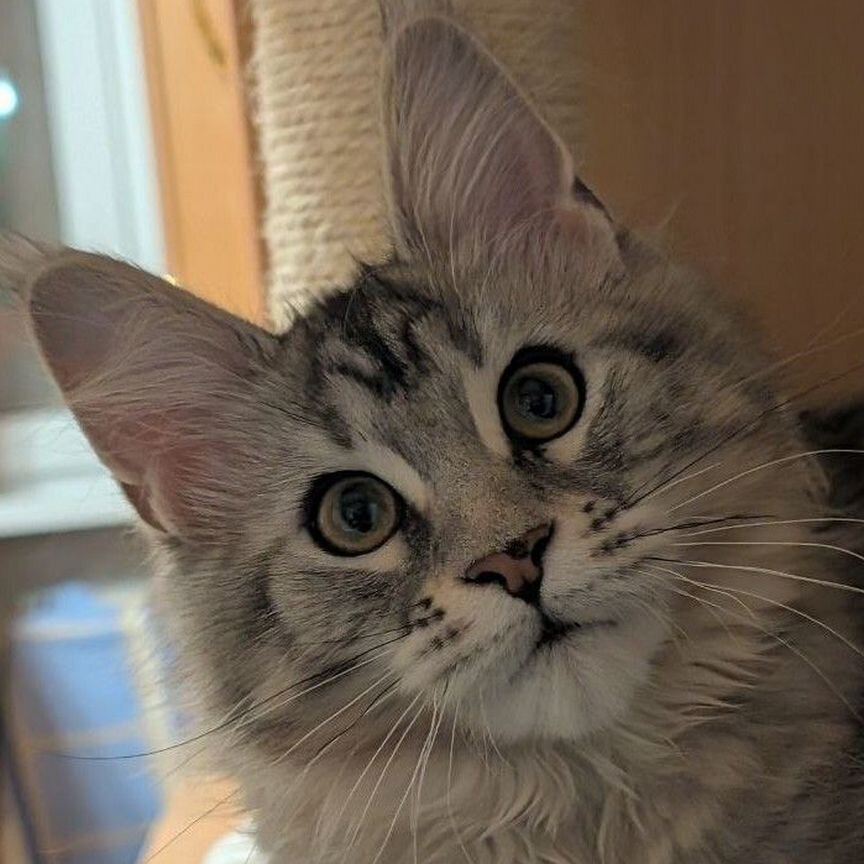 Мейн-кун котёнок