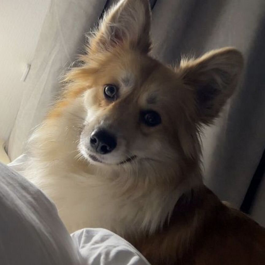 Вельш Корги Пемброк, взрослая собака