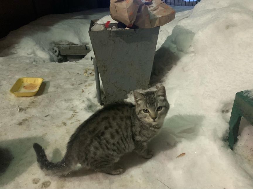 Котенок в добрые руки
