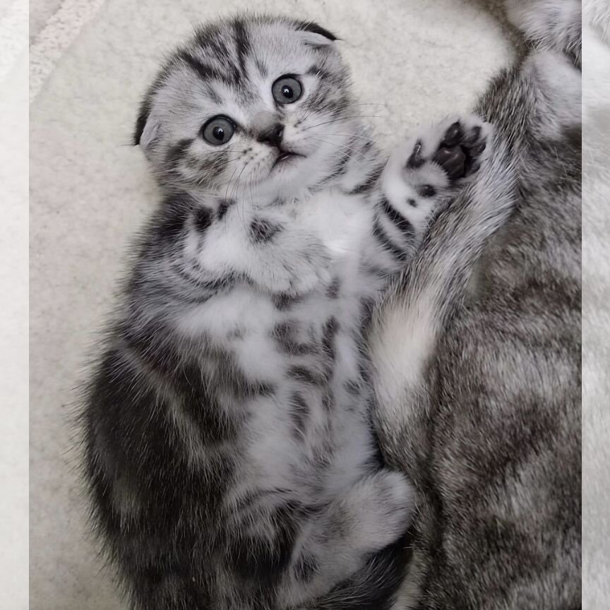 Шотландский вислоухий короткошёрстный котёнок