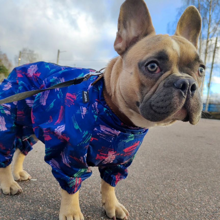 Вязка французский бульдог