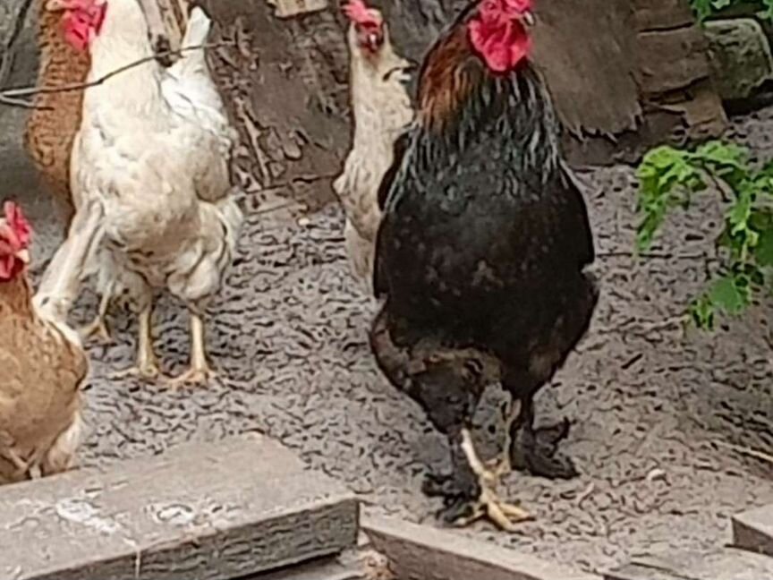 Куры цыплята, молодки, несушки