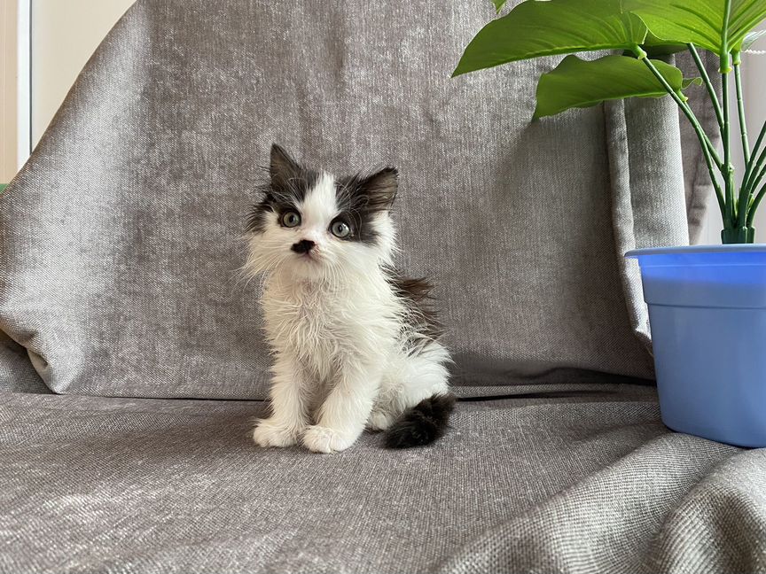 Черно белый котенок в добрые руки