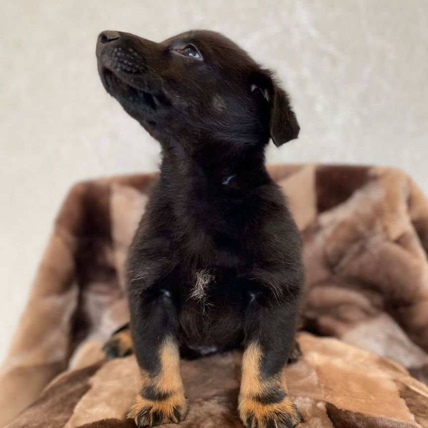 Отдам в добрые руки