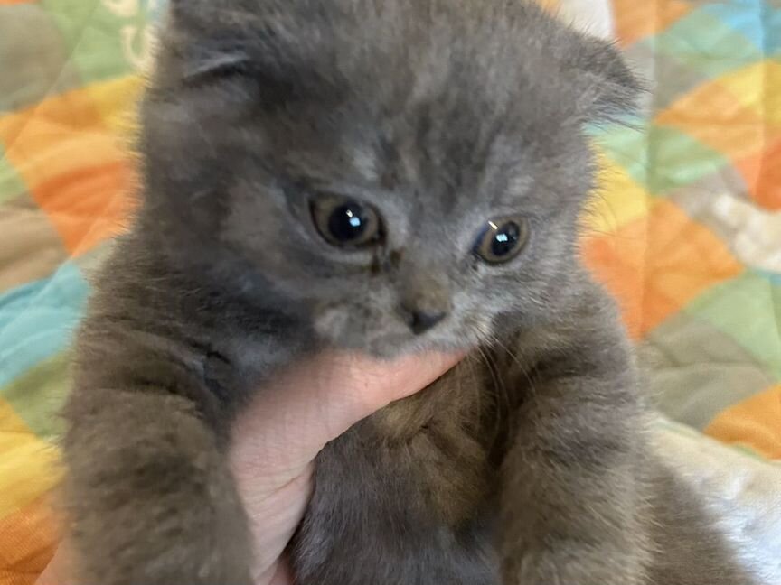 Британские котята