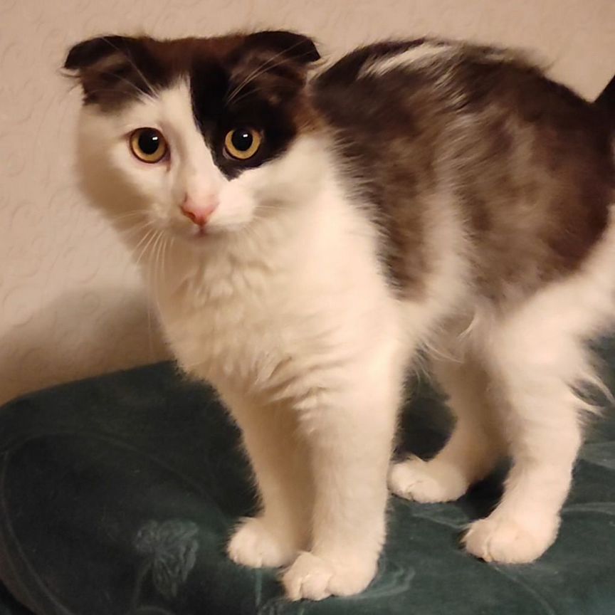 Лёнька. Вислоухий мальчик котенок