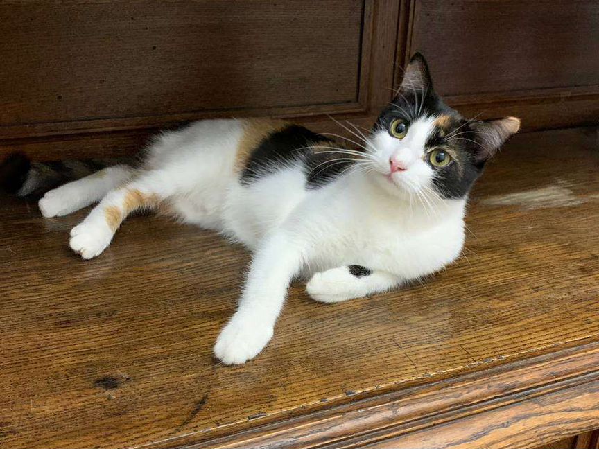 Молодая кошечка Карелия ищет дом