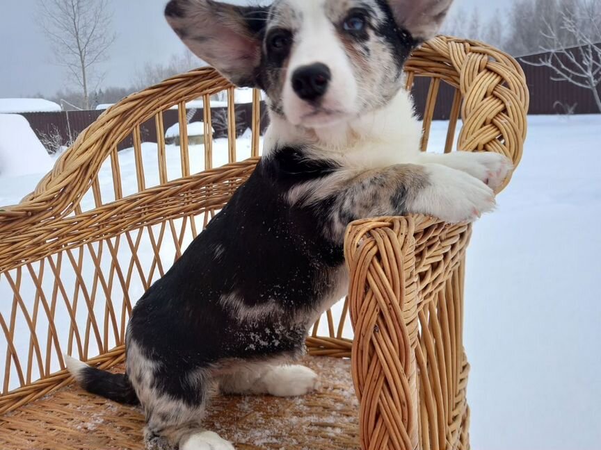 Вельш-корги кардиган мраморный РКФ