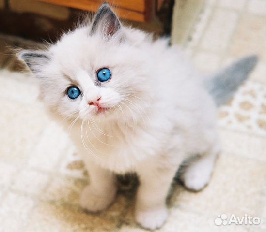 Бежевый котёнок (девочка)