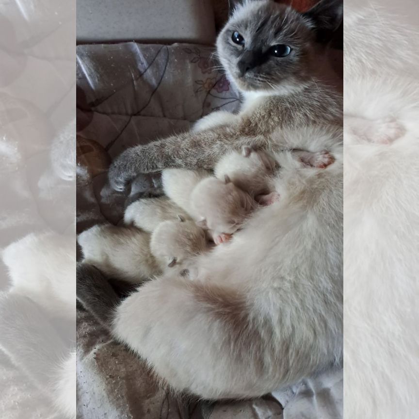 Котята от мамы мышеловки