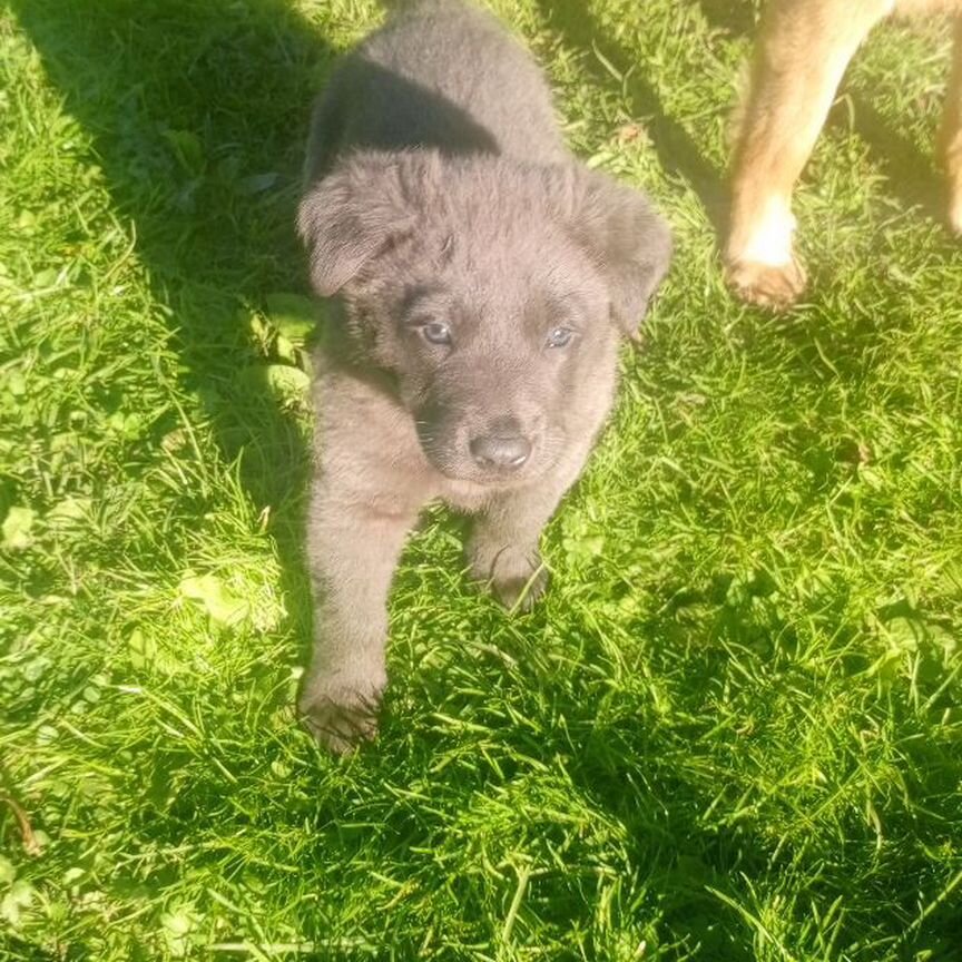 Щенок в добрые руки бесплатно