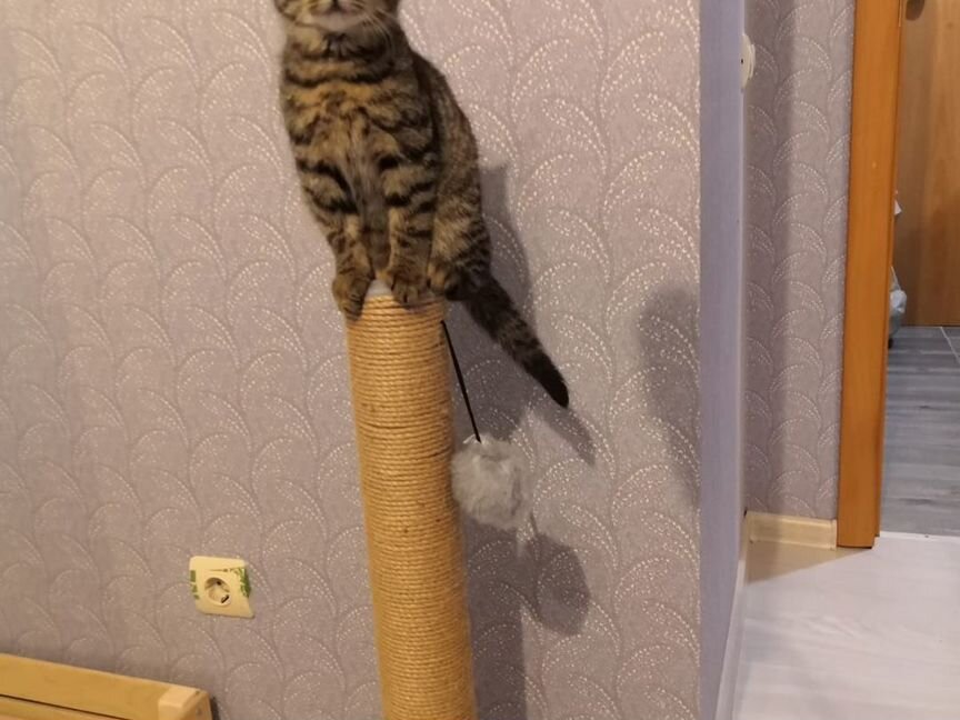 Котёнок в ответственные руки