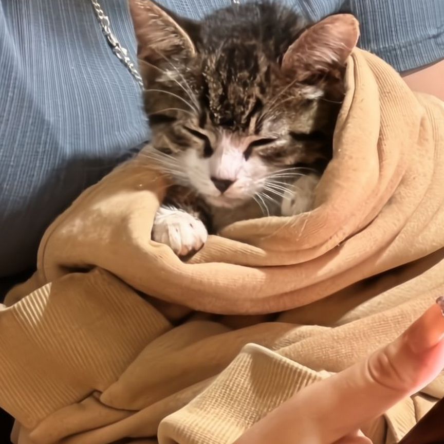 Котёнок в добрые руки