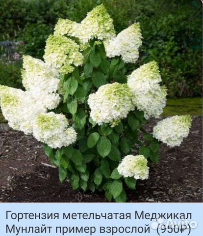 Гортензия Меджикал Мунлайт купить в Абакане | Товары для дома и дачи ...