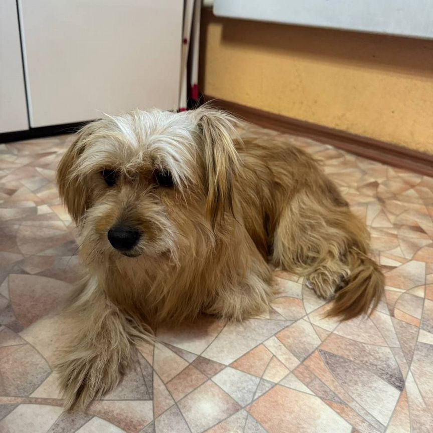 Взрослая собака в добрые руки