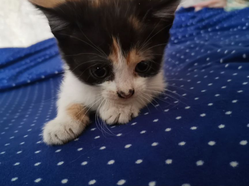 Кошки