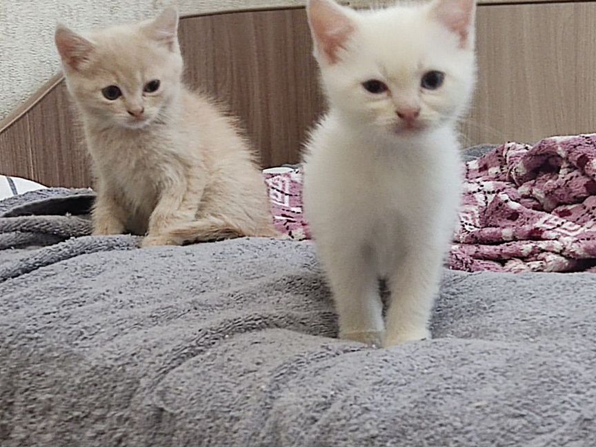 Котята в добрые руки, девочки