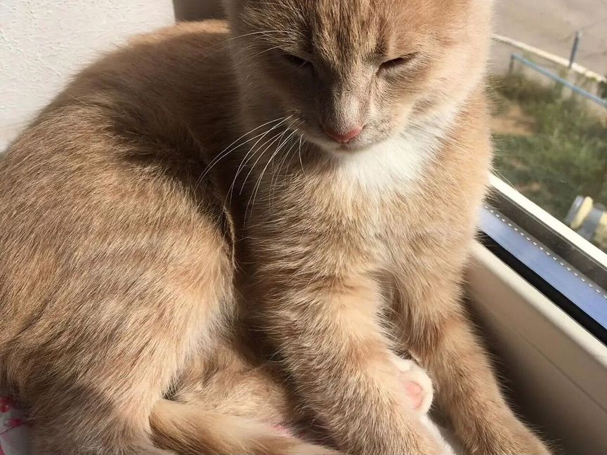 Котёнок 4,5 месяца