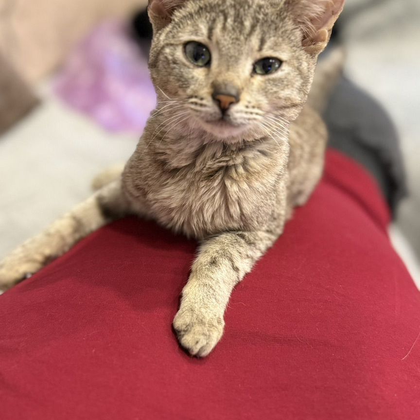 Котик